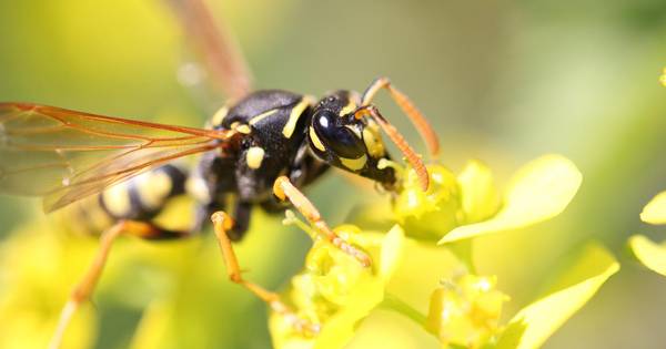 Wespen in november: betekent de verlengde activiteit nog meer stekende ...