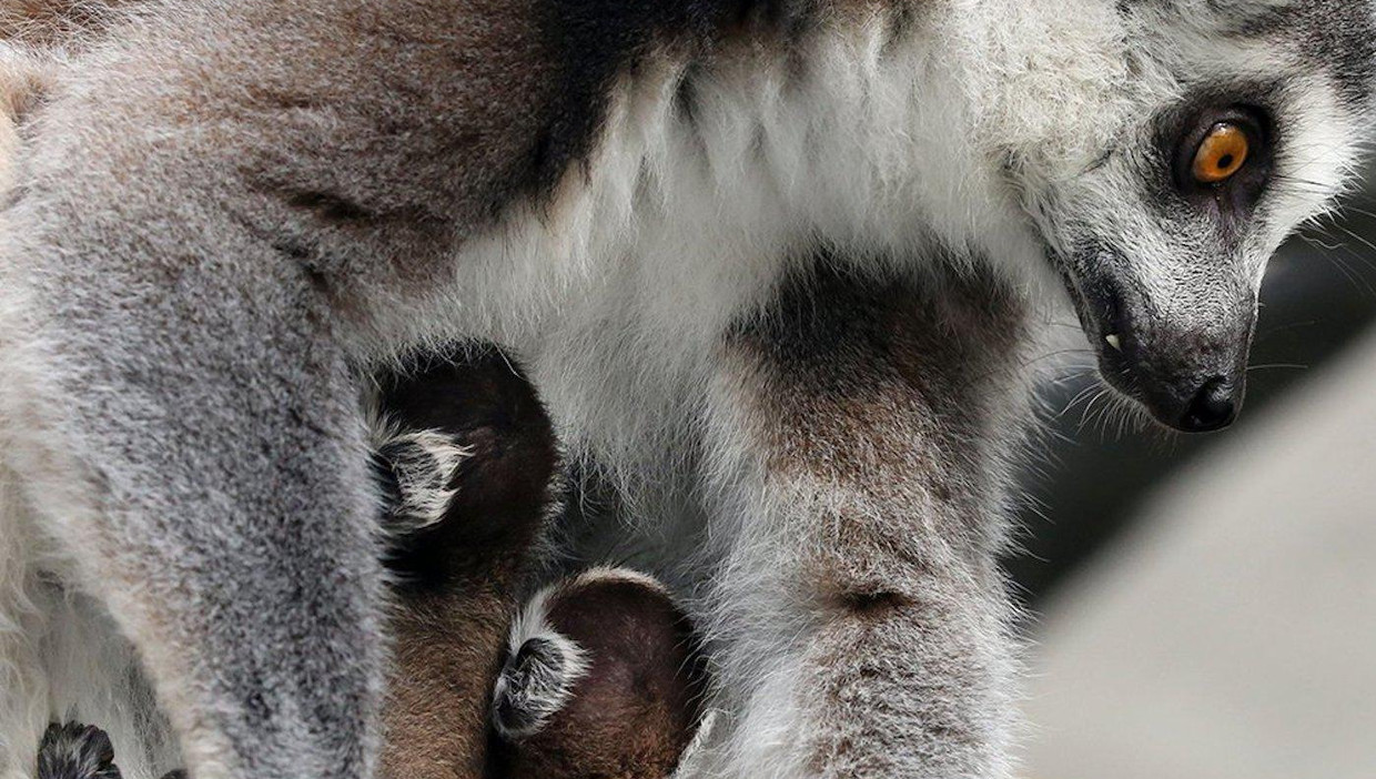 Vier ringstaartmaki's geboren in Artis | Het Parool