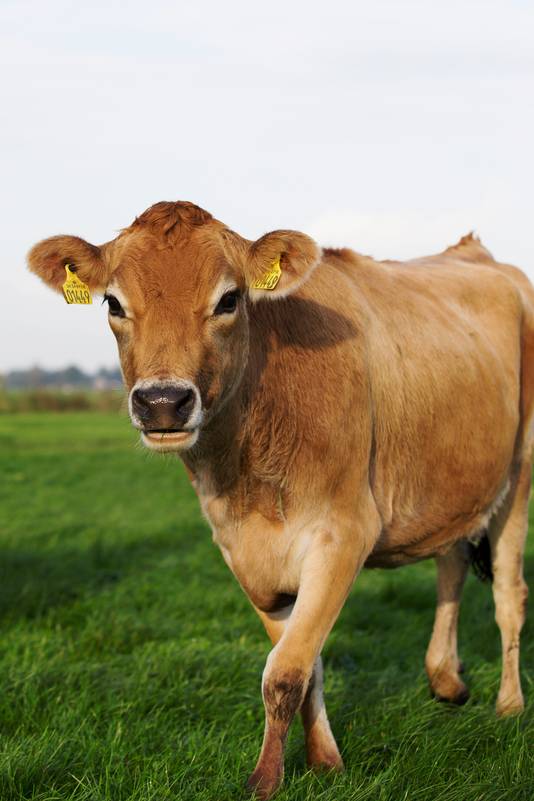 Andere koe, andere melk | Amersfoort | AD.nl