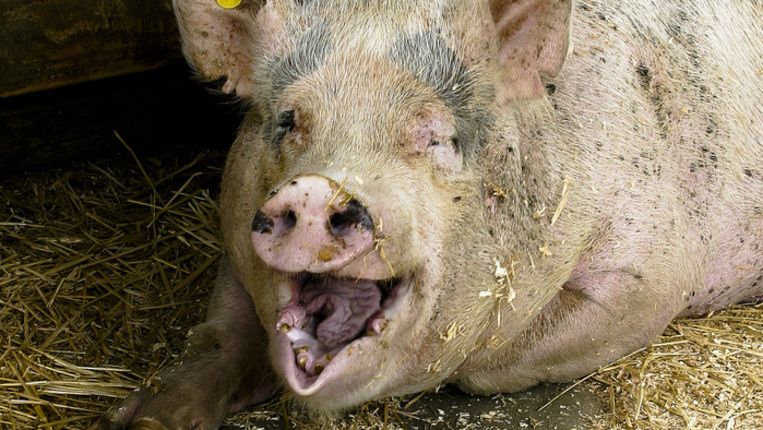 Varkens eten boer op | Bizar | HLN