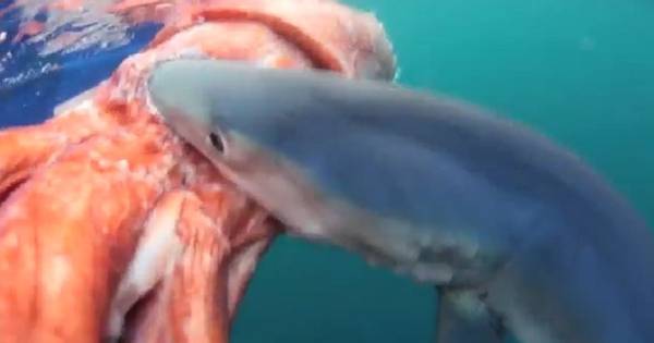 Vissers stuiten op unieke gigantische inktvis | Wetenschap | AD.nl