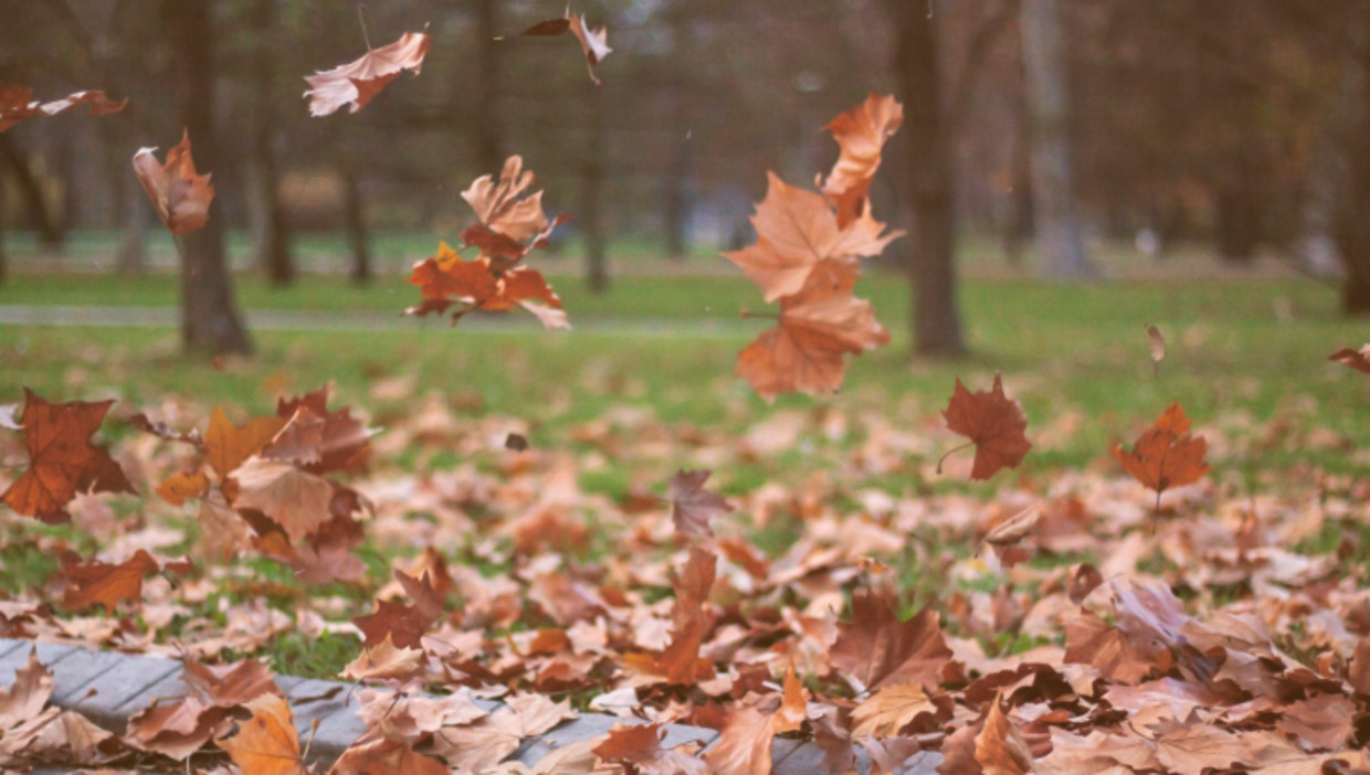 Hoor de wind waait door de bomen | De Morgen