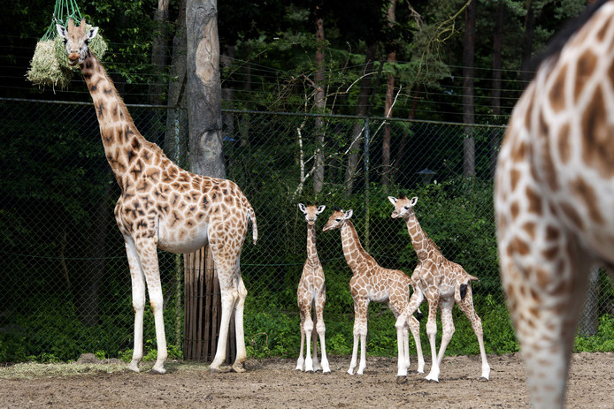 Kleine dierentuinen Nederland; aquarium, vlindertuin en dierenparken ...