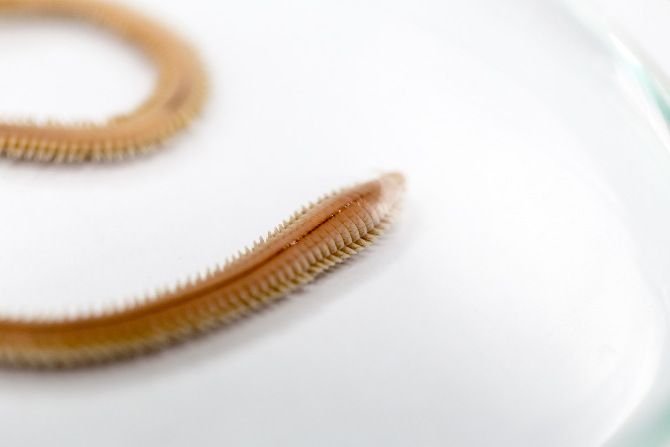 Le ver de sable, un animal qui pourrait sauver des vies | Foto | 7sur7.be