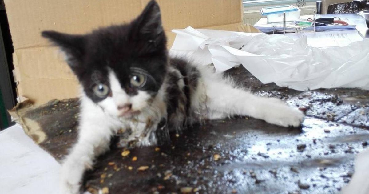 Elke dag tien meldingen van dierenmishandeling | Nieuws | HLN