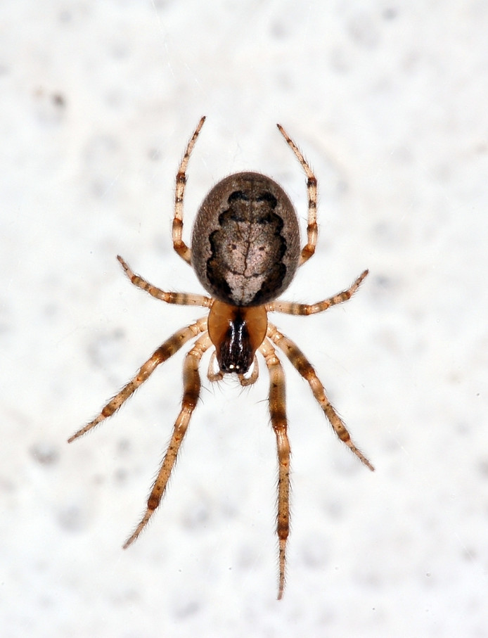 Met deze zeven grote spinnen reis je vandaag naar het werk | Binnenland ...