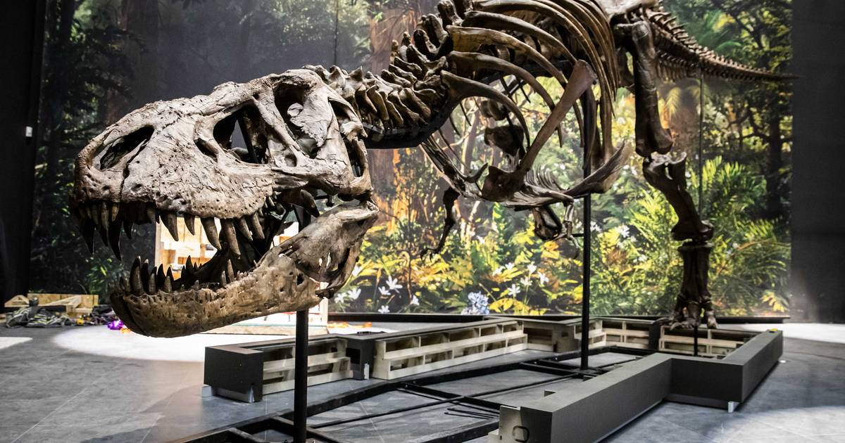 T. rex van Naturalis Leiden gekopieerd voor museum in Japan | Leiden ...