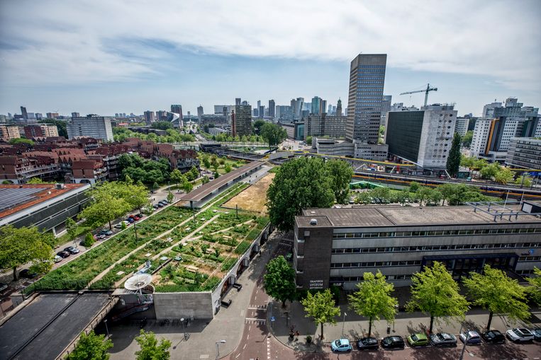 Rotterdam droomt van de Hofbogen als groen lint door de stad | De ...