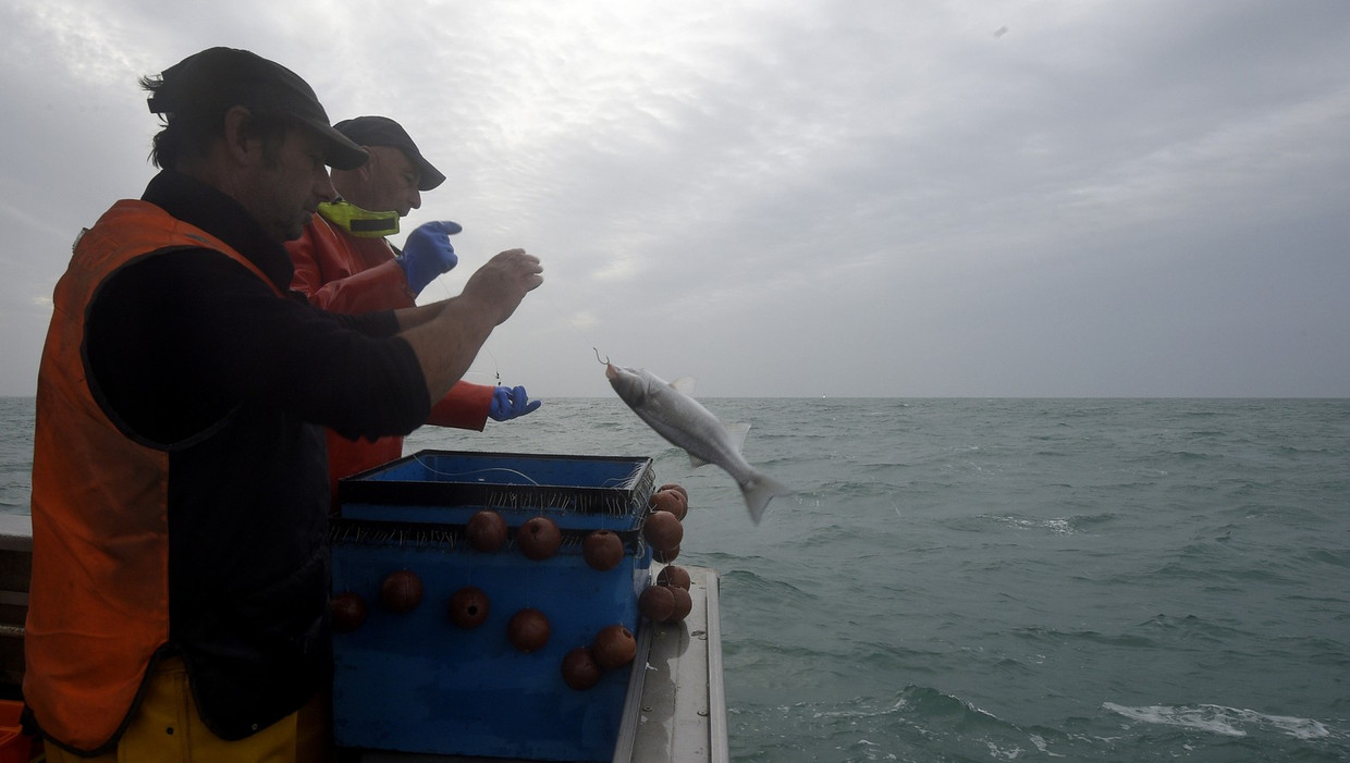 Er wordt wereldwijd véél meer vis gevangen dan gemeld | De Volkskrant