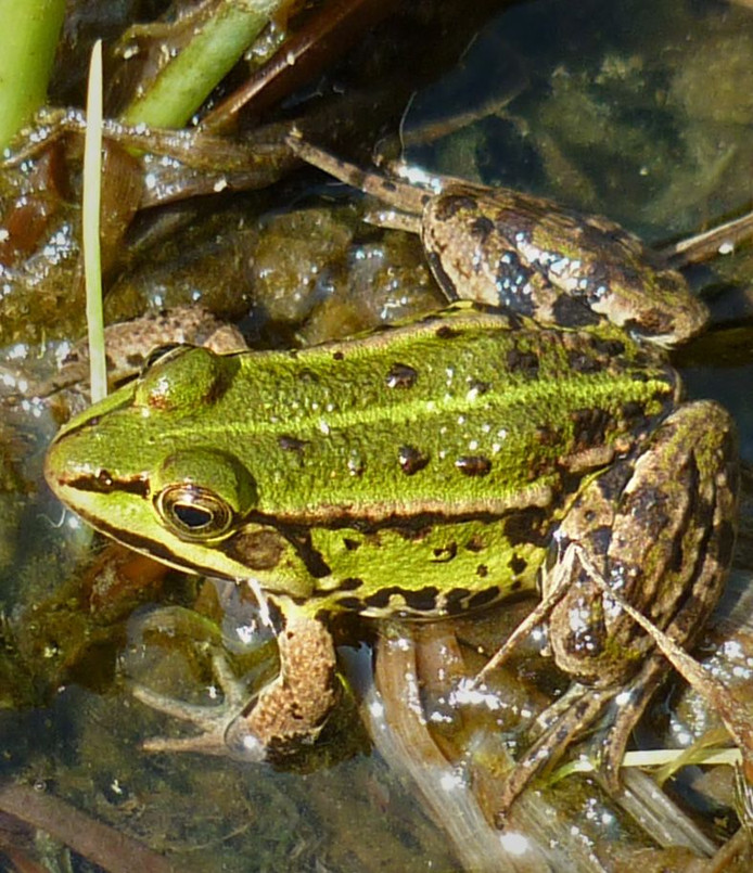 Kikkers mogen kwaken in Berg en Dal ondanks klagende bewoners ...