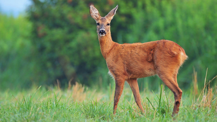 Une biche coincée dans un bassin de décantation | Belgique | 7sur7.be