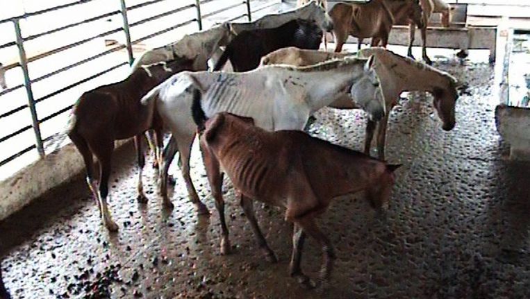 Vorig jaar 2.450 klachten over verwaarlozing en mishandeling dieren ...