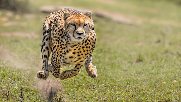 Le guépard court tout droit vers son extinction | Monde | 7sur7.be