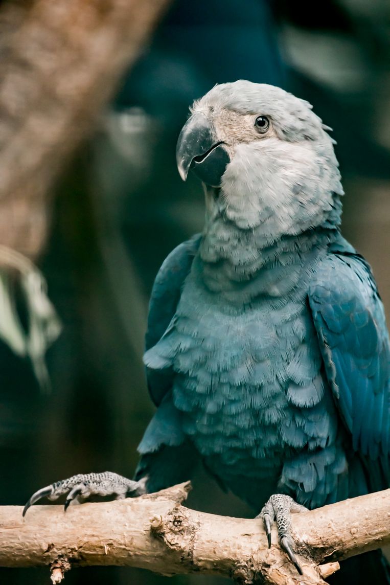 Wereldprimeur: Paira Daiza leert papegaaien overleven in het wild | De ...