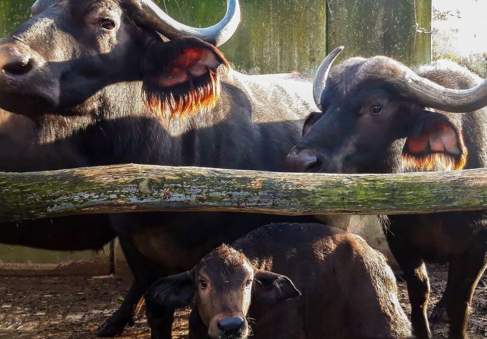 Pasgeboren Kaapse buffel en zwarte paardantilope maken het goed in ...