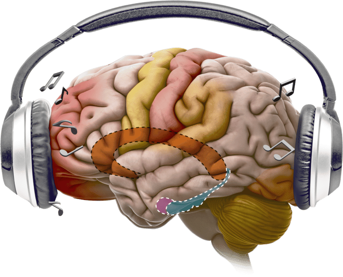 Dit is wat muziek met ons brein doet | Wat zegt de wetenschap | AD.nl