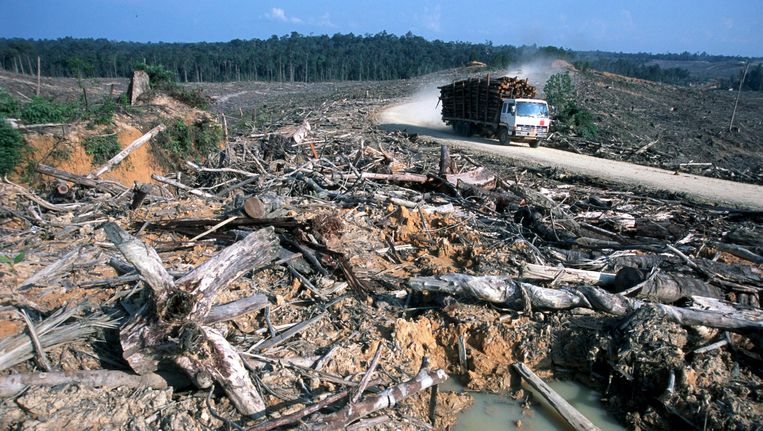 'Ontbossing is nog te gemakkelijk' | Trouw