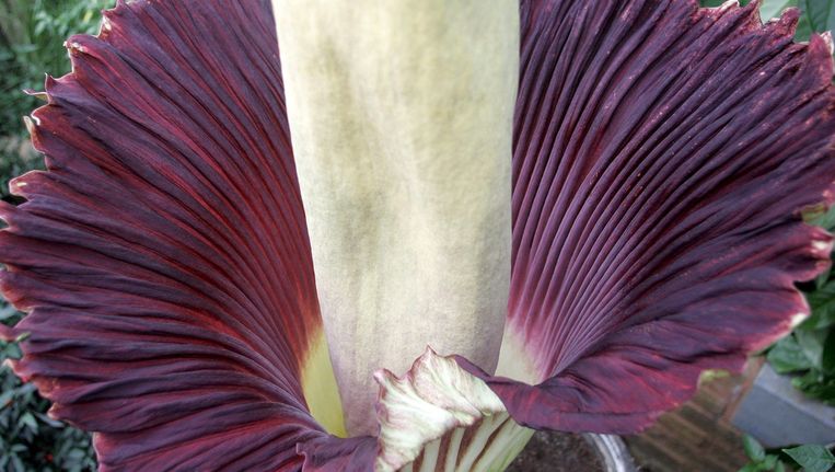 De wereld telt (voor zover bekend) 390.900 soorten planten | De Volkskrant