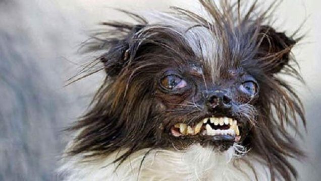 Peanut, le chien le plus vilain au monde | Insolite | 7sur7.be