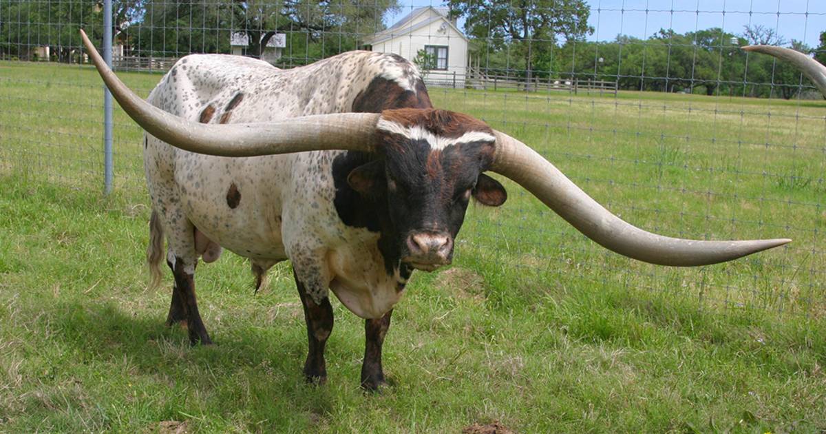 Stier met 2,6 meter aan hoorns in Guinness Recordboek | Het leukste van ...