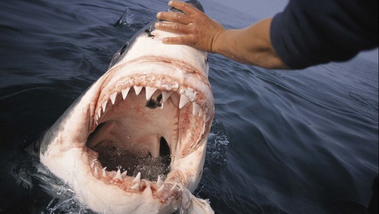Grote witte haai gespot voor kust van Venice Beach | De Morgen