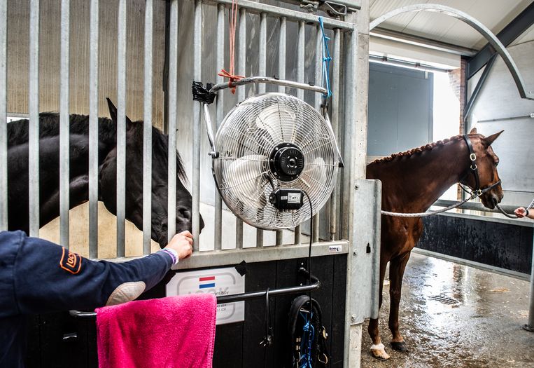 Een tropenrooster die de paarden fit moet houden - Oozo.nl
