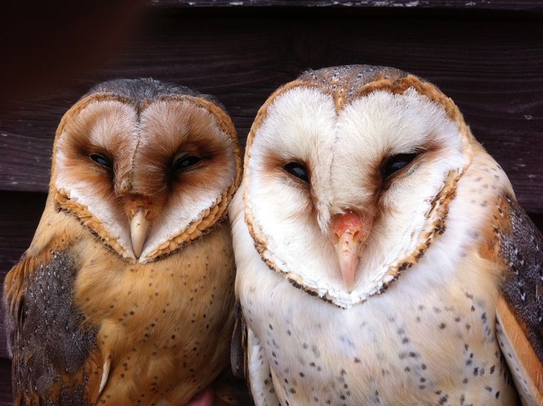 Bij volle maan vangen witte kerkuilen meer muizen dan hun ...