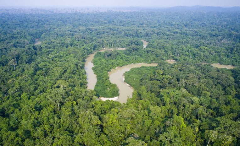 Amazonewoud hobbelt achter de klimaatverandering aan | De Volkskrant
