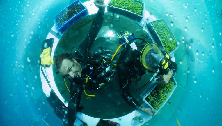 Tuinieren op de zeebodem: basilicum uit eigen zee | De Volkskrant