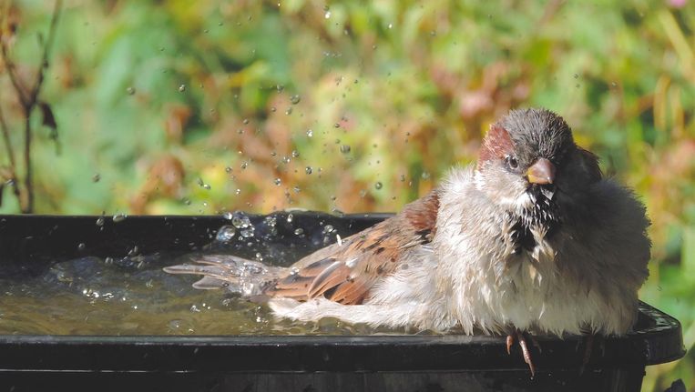 Waar is de mus toch gebleven? | Trouw