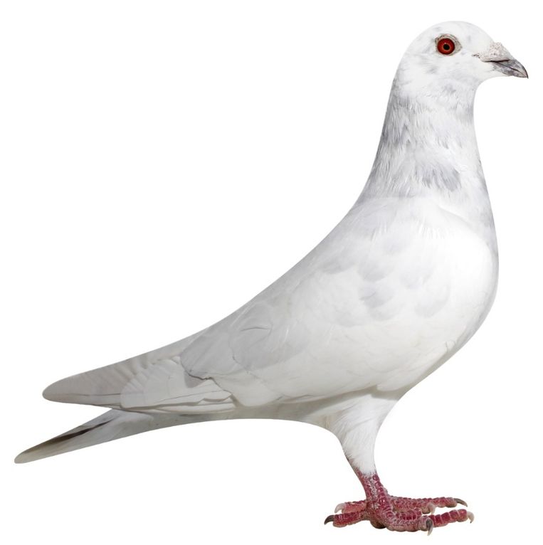 Die ellendige Amsterdamse stadsduif mag er best zijn | Het Parool