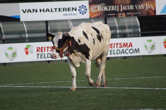 Poepende koe op voetbalveld VV Eemdijk | Amersfoort | AD.nl