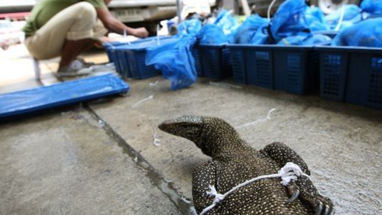 Thailand legt beslag op 2000 varanen | Het Parool