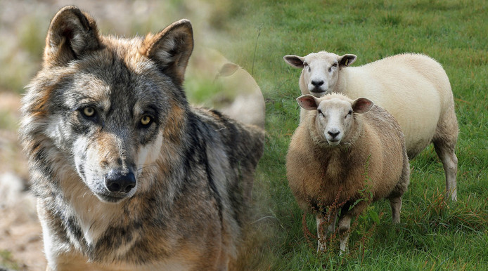 De Veluwse wolvin is nu gek op wild, maar doodde onderweg wel de meeste ...
