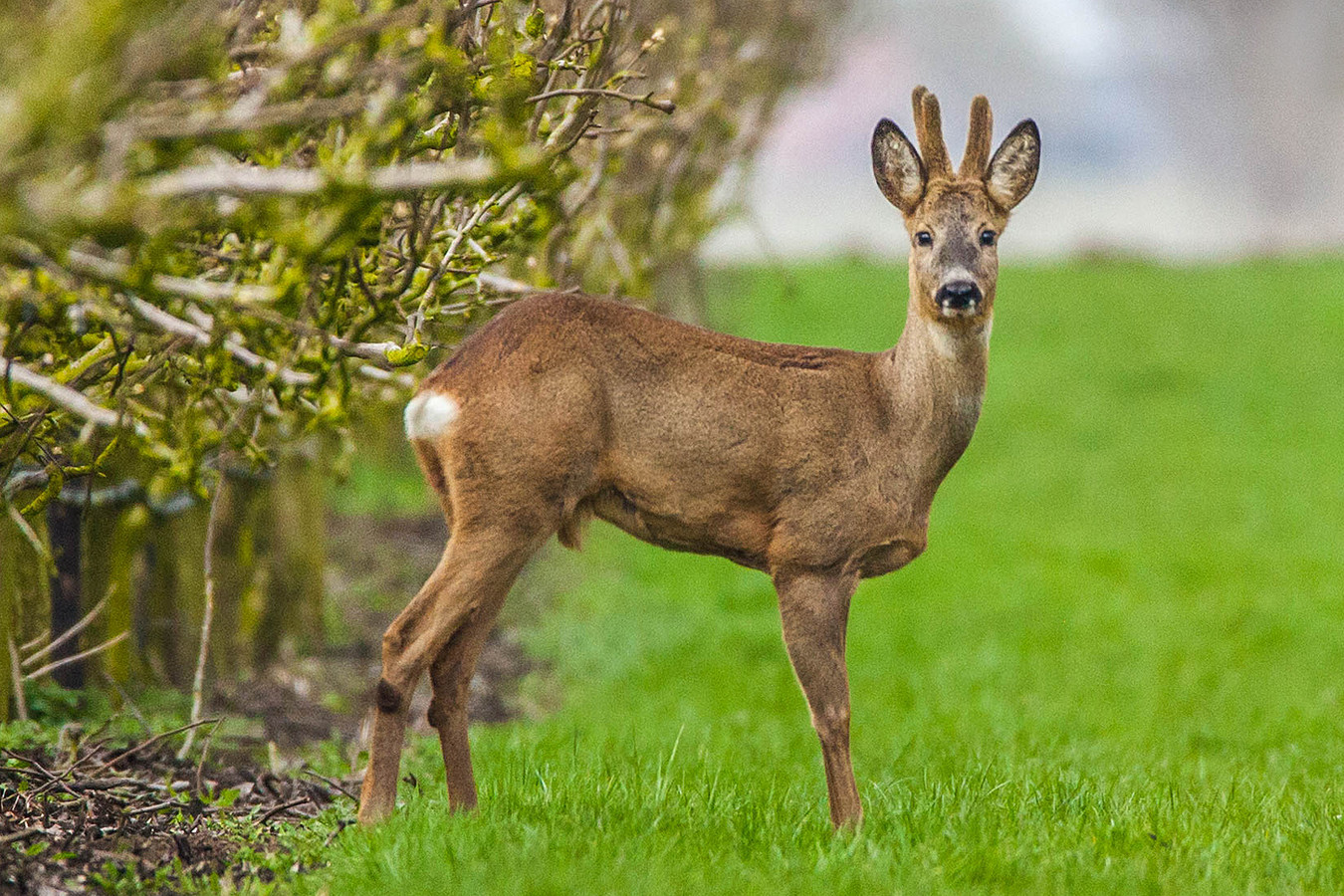 Jagers gaan meer reeën afschieten om botsingen te voorkomen | Foto ...