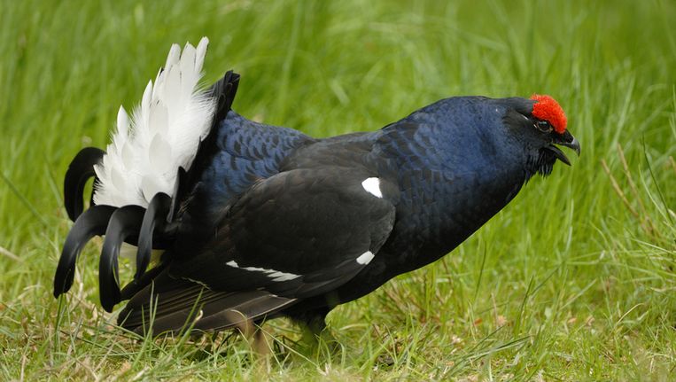 Korhoen eerste slachtoffer van natuurbeleid Bleker | Trouw