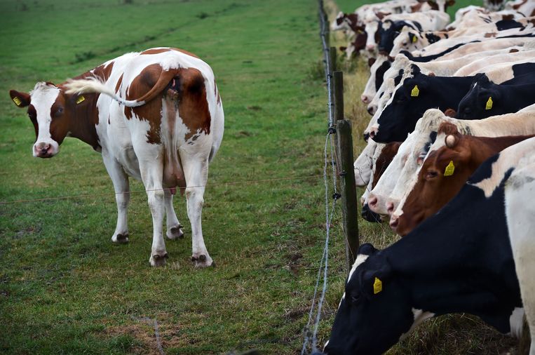 Een minder vervuilende koe kan best – zeker met een snufje technologie ...