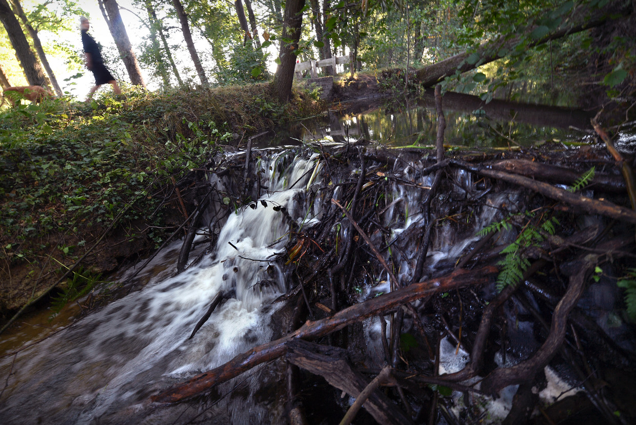 Dankzij een ‘enorme’ beverdam bulkt deze beek van het water, ook in dit ...