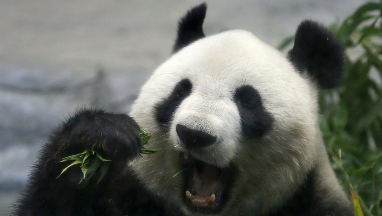 Reuzenpanda verteert bamboe slecht, vlees is beter | De Volkskrant