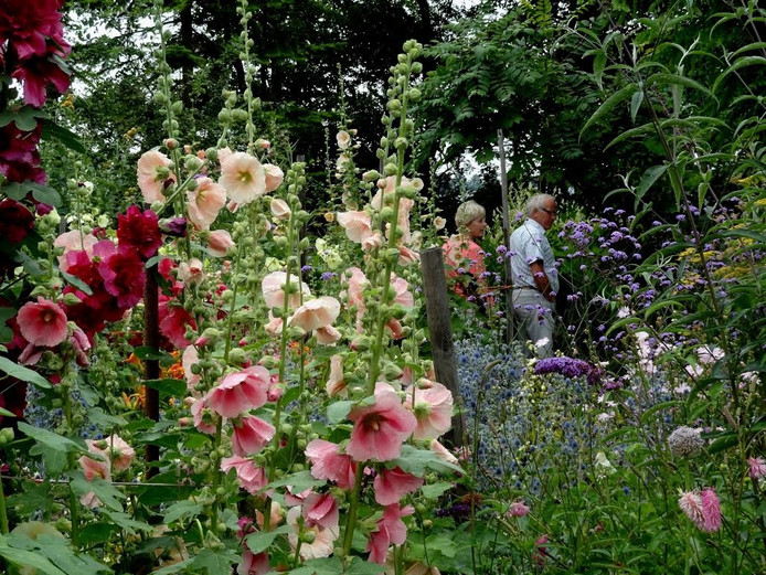 Stokrozen-, hortensia-, hemerocallis- en bamboedagen bij kwekerijen en ...