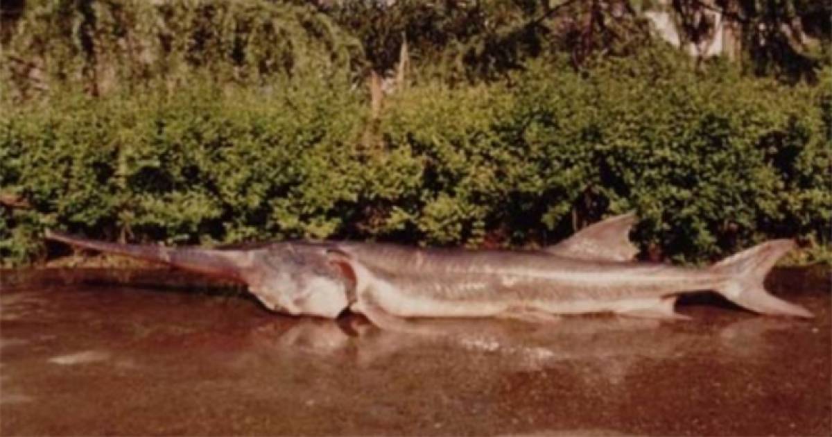 Après 200 millions d’années, le plus grand poisson d’eau douce du monde ...