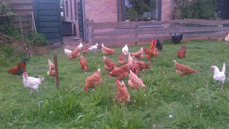 Geredde legkippen vanaf heden terecht in Oost | Het Parool