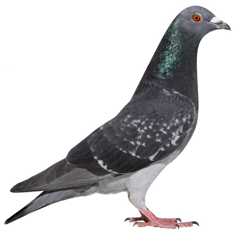 Die ellendige Amsterdamse stadsduif mag er best zijn | Het Parool