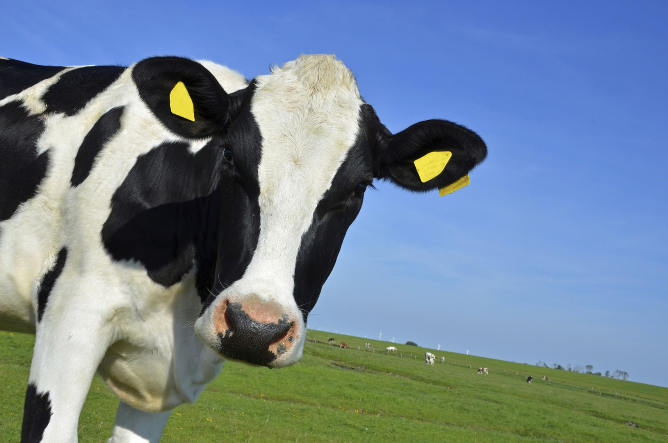 Un cas de vache folle au Canada | Foto | 7sur7.be