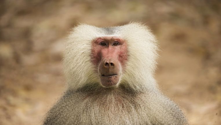 Baviaan loopt tweeënhalf jaar rond met varkenshart | De Morgen