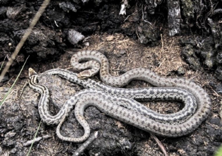 Ruim baan voor de gladde slang | Trouw