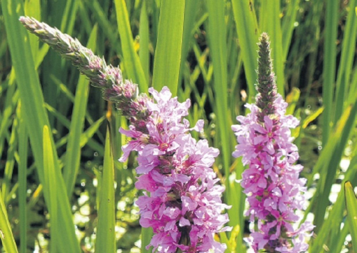 Kattenstaart onkruid? | Trouw