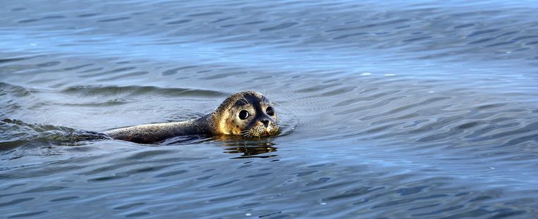 'Stop met vissen in de Waddenzee' | De Volkskrant