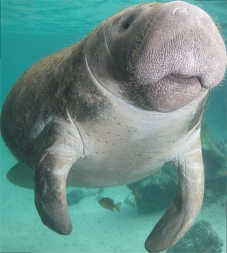Favoriete snorkelparadijzen dichter bij huis | Reizen | HLN