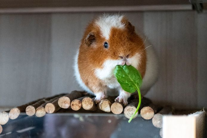 Gedumpte cavia's leven als God in Frankrijk in opvanghuis Hulst ...